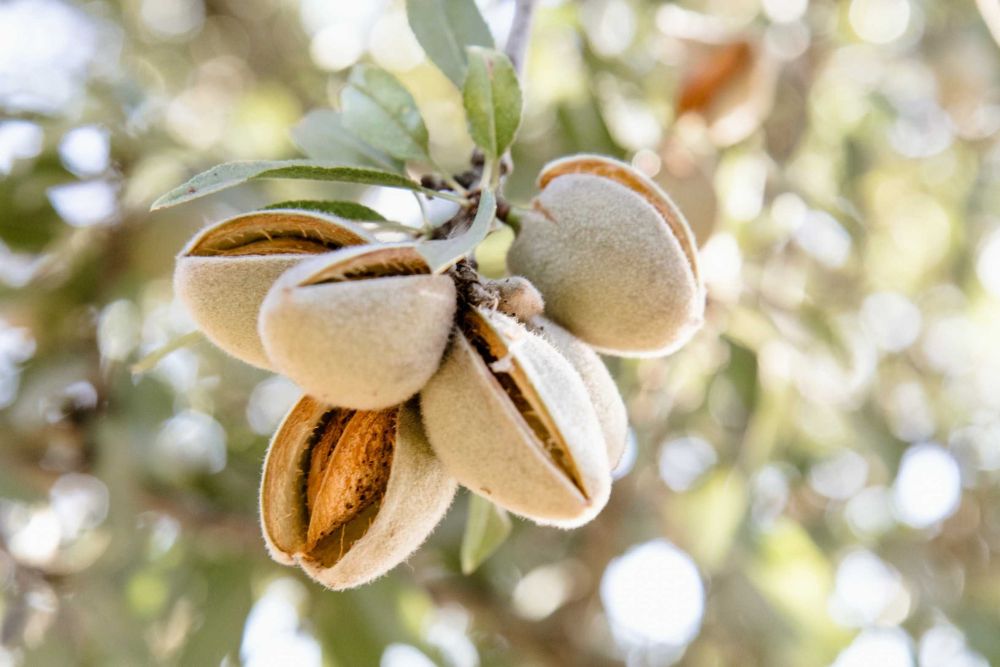 5 Fakta Mengenai Kacang Almond, Menarik!