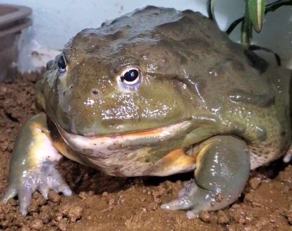 5 Fakta Katak Lembu, Amfibi Gembul yang Kerap Dikonsumsi