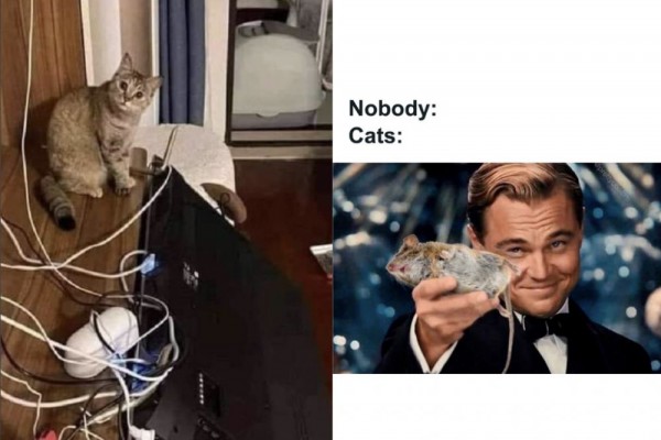 12 Meme Kucing Absurd, Terlalu Kocak karena Terlalu Relate!