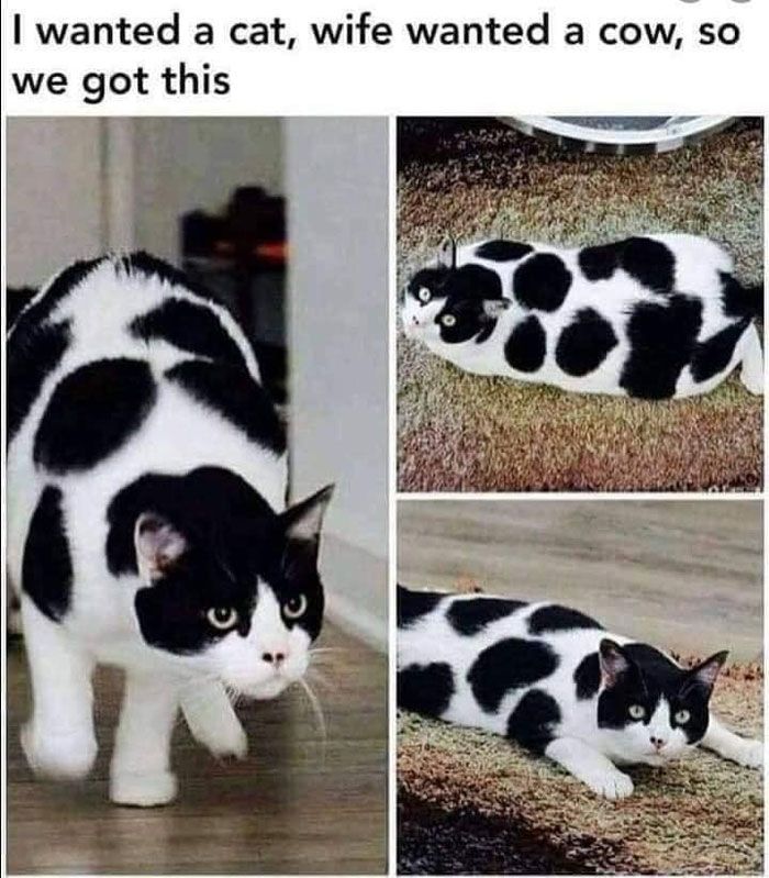 12 Meme Kucing Absurd, Terlalu Kocak karena Terlalu Relate!