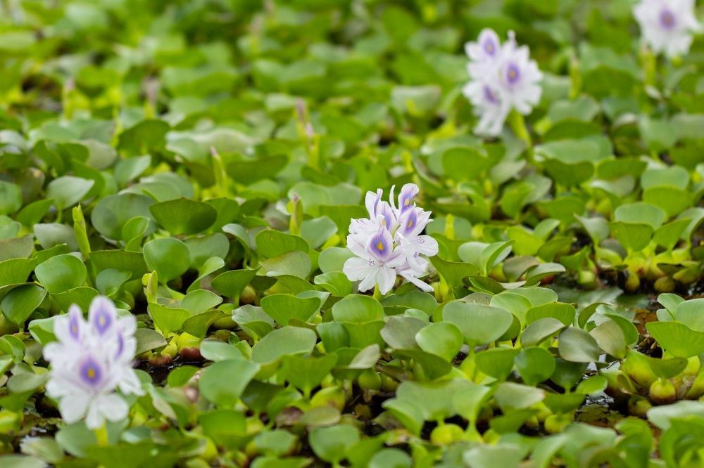 9 Fakta Eceng Gondok, Tanaman yang Punya Banyak Manfaat