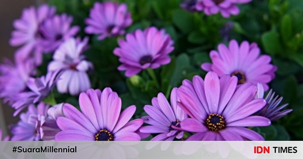 8 Jenis Bunga Berwarna Ungu untuk Penghias Pekarangan