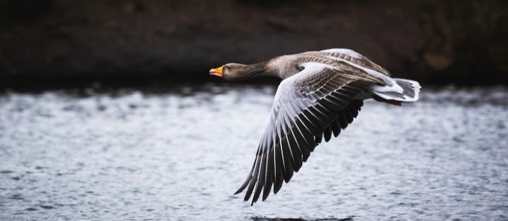 5 Perbedaan Bebek dengan Angsa yang Sering Dikira Sama