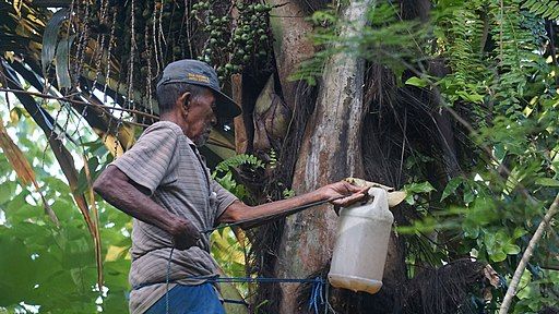 Mengulik Pembuatan Gula Aren Tradisional, Nira Wajib Segar!