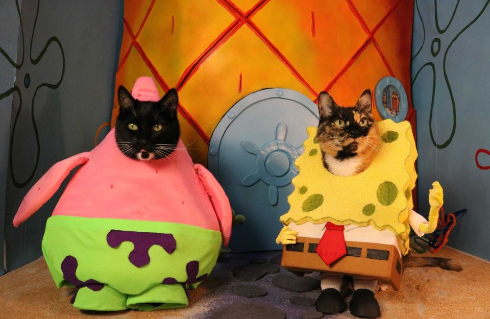 10 Potret Cosplay Kucing dengan Beragam Tokoh Kartun, Kocak!