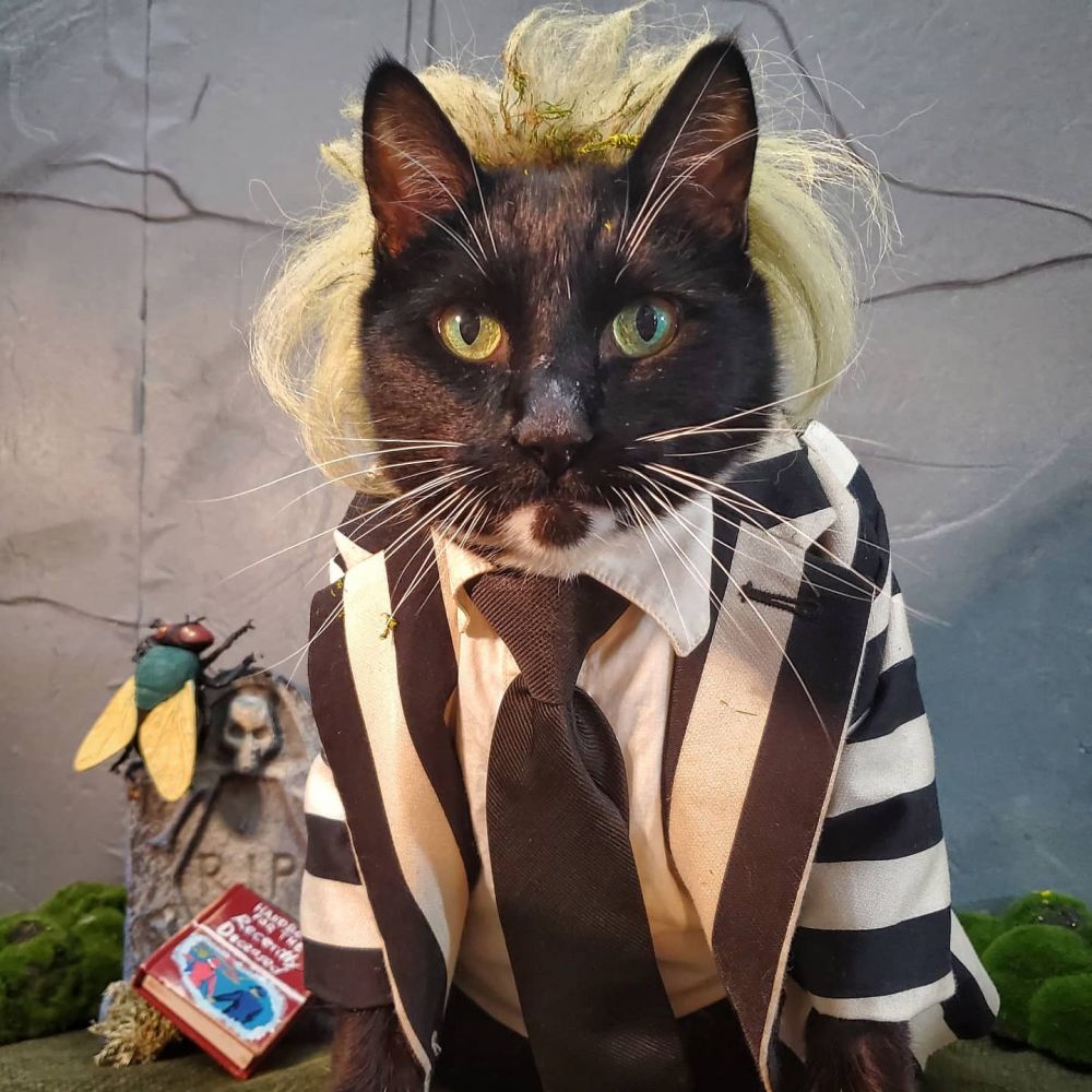 10 Potret Kucing Memakai Kostum Hantu, Takut atau Ngakak?