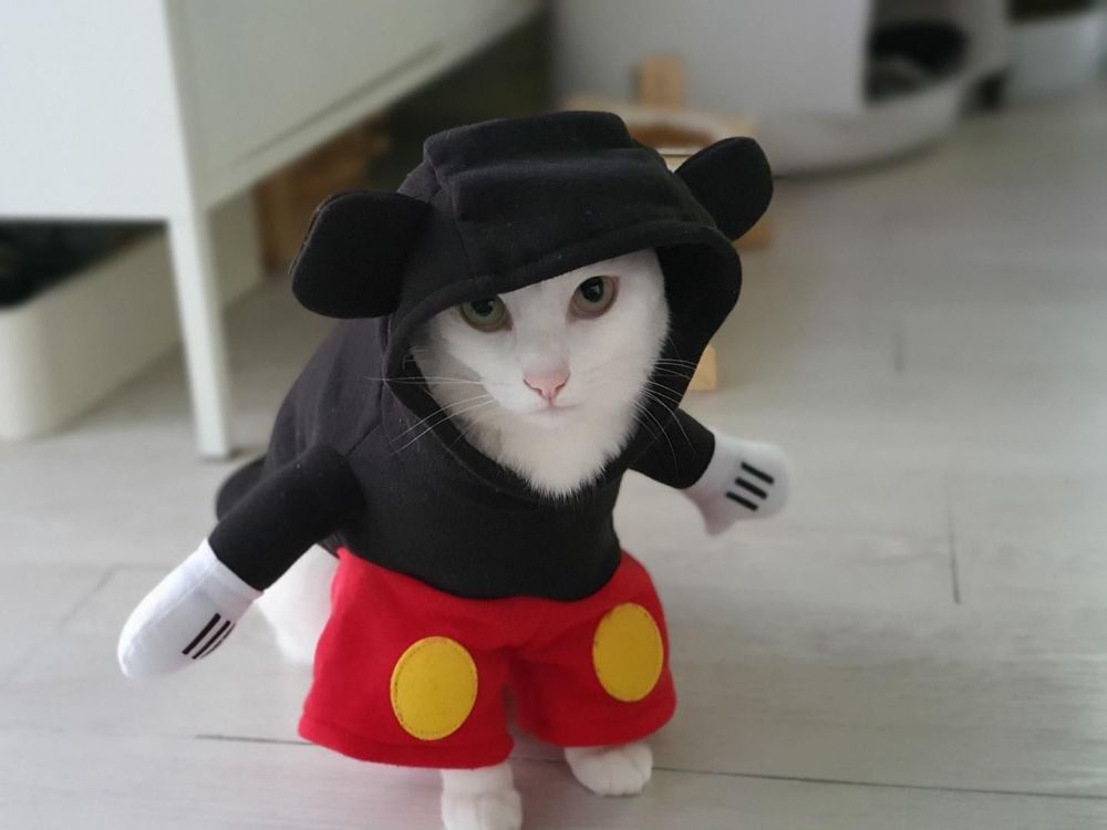 10 Potret Cosplay Kucing dengan Beragam Tokoh Kartun, Kocak!