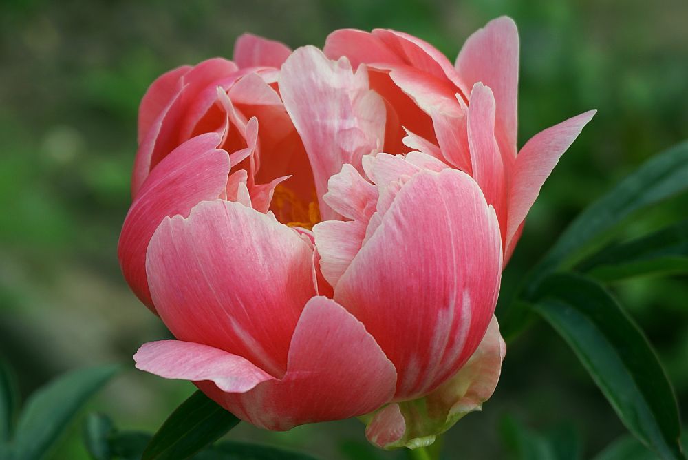 5 Fakta Bunga Peony, Bunga Punya Banyak Manfaat Kesehatan