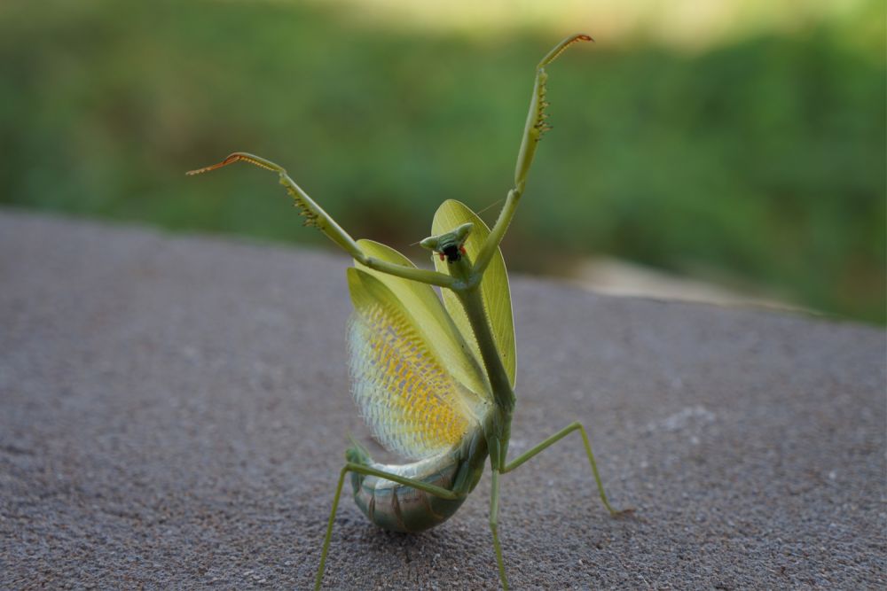 Benarkah Belalang Sembah adalah Serangga Terganas?