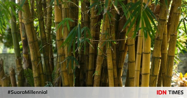 Bambu dan Kelebihannya sebagai Bahan yang Ramah Lingkungan