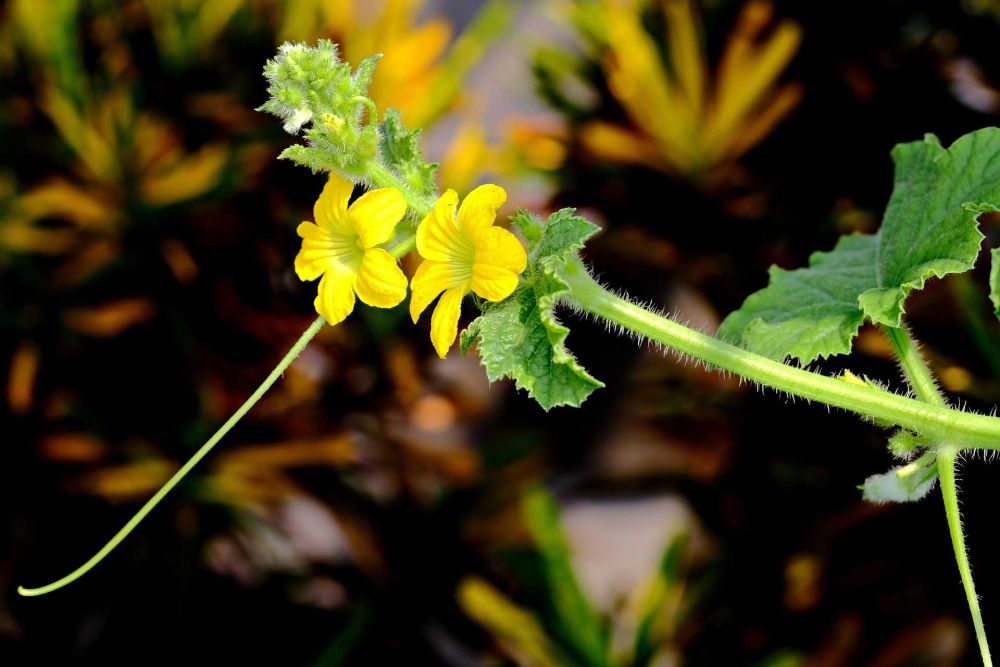 Punya Kandungan Air yang Tinggi, Ini 13 Fakta Menarik Melon