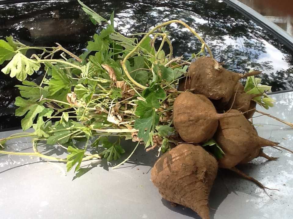 Fakta Menarik Bengkuang, Sering Jadi Produk Perawatan Kulit