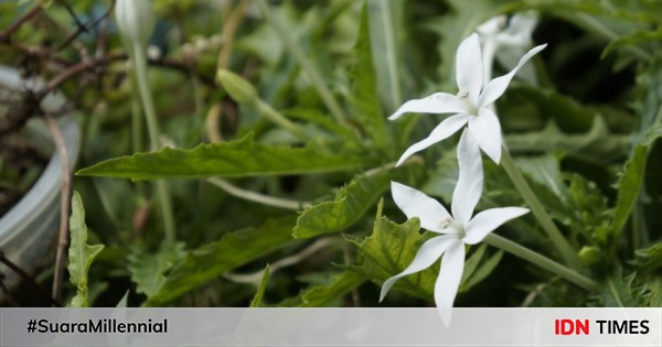 Bunga Kitolod Dapat Menyembuhkan Katarak, Mitos atau Fakta?