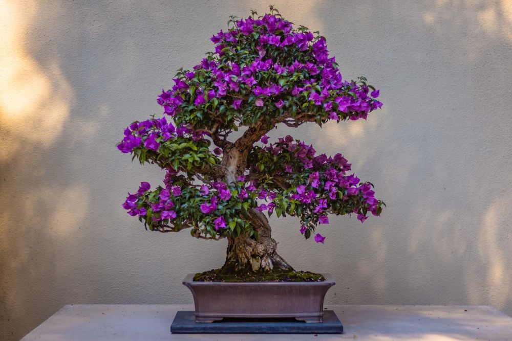 5 Fakta Pohon Bonsai yang Jarang Diketahui