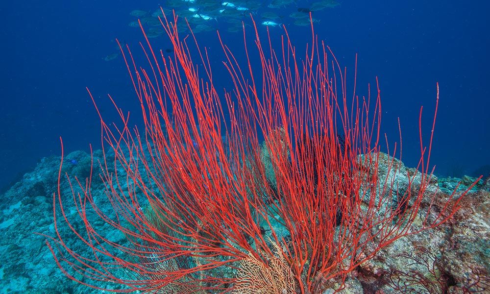 10 Tanaman Bawah Laut dengan Bentuk dan Warna yang Memikat