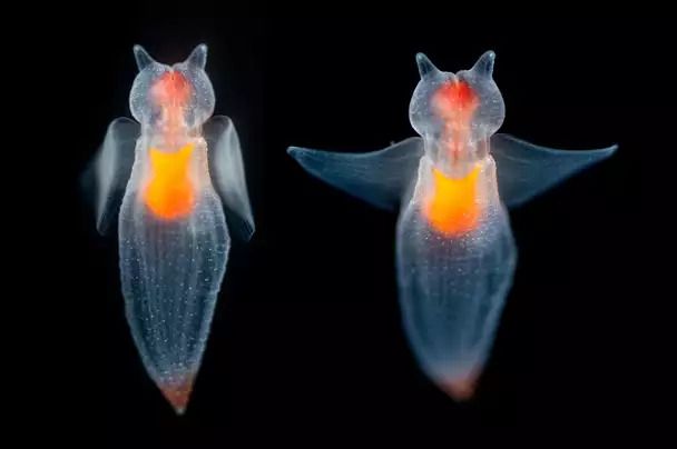 6 Fakta Unik Sea Angel, Makhluk Kecil Penghuni Laut Dalam