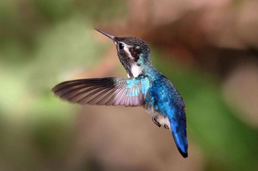 5 Fakta Menarik Bee Hummingbird, Burung Terkecil di Dunia