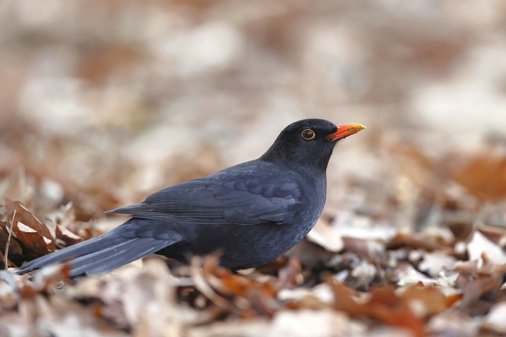 10 Fakta Burung Sikatan Hitam, Penyanyi Cantik dari Eropa