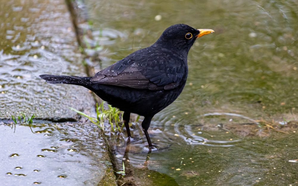 10 Fakta Burung Sikatan Hitam, Penyanyi Cantik dari Eropa