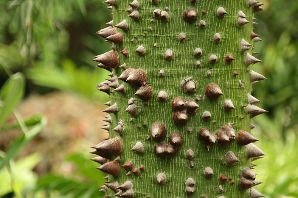 5 Fakta Pohon Kapuk Randu, Kini Eksistensinya Meredup