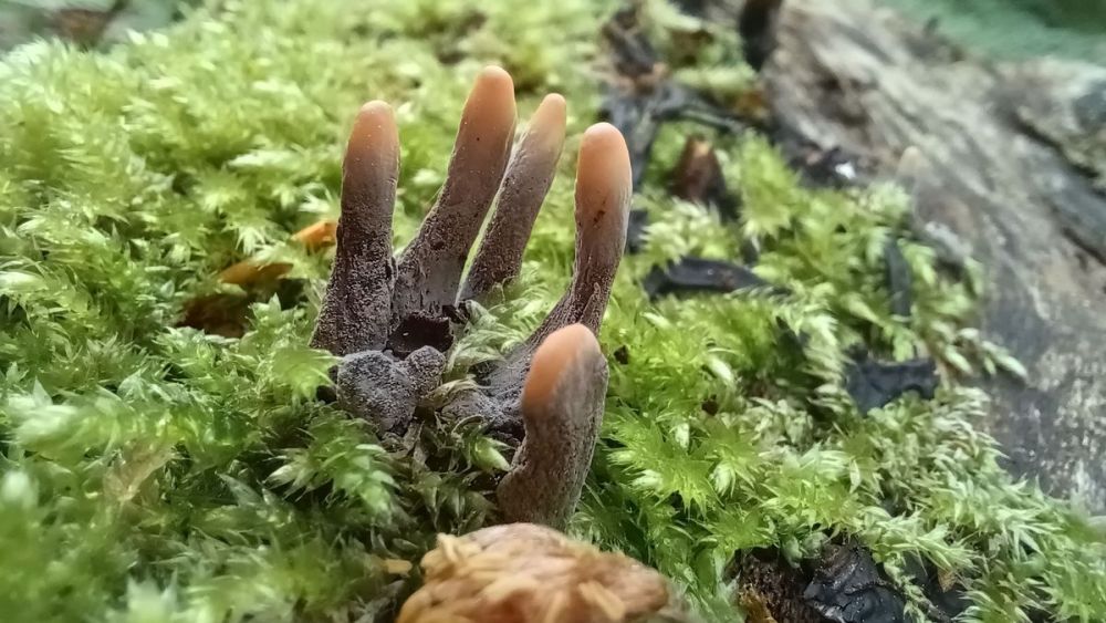 Xylaria polymorpha, Jamur Unik yang Dijuluki Dead Man's Fing