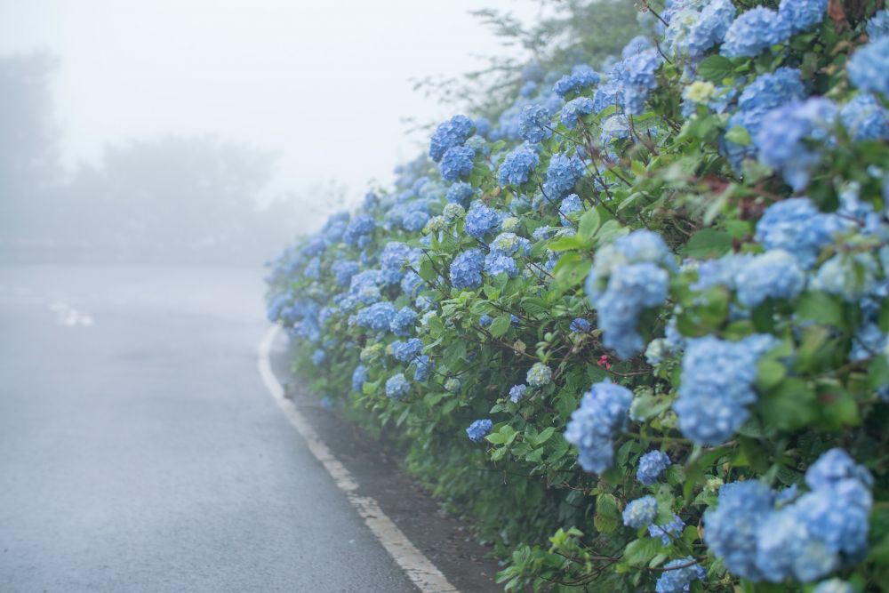 9 Inspirasi Tanaman untuk Pagar, Indah dan Menyegarkan