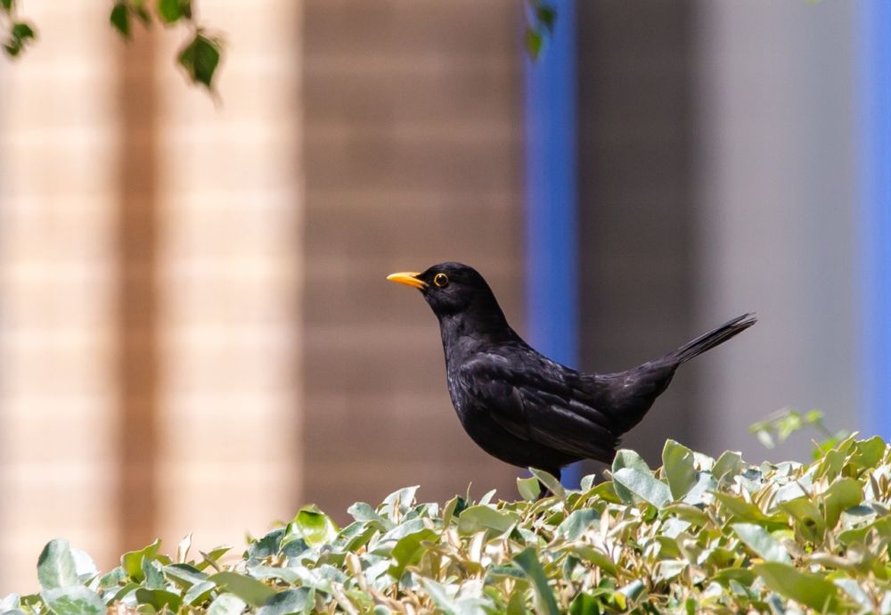 10 Fakta Burung Sikatan Hitam, Penyanyi Cantik dari Eropa
