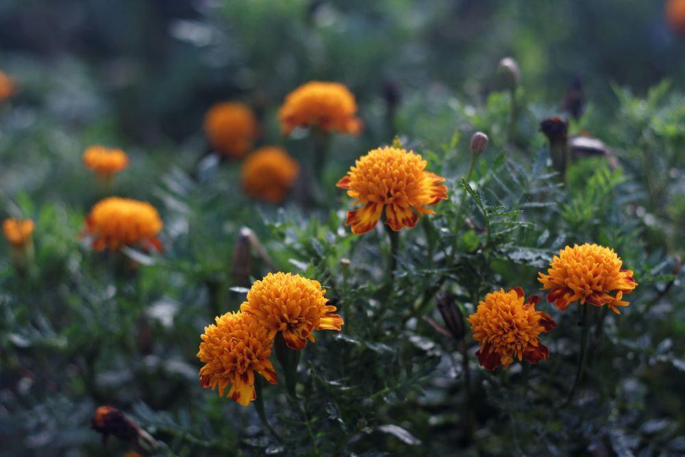 5 Cara Menanam Bunga Marigold dari Biji