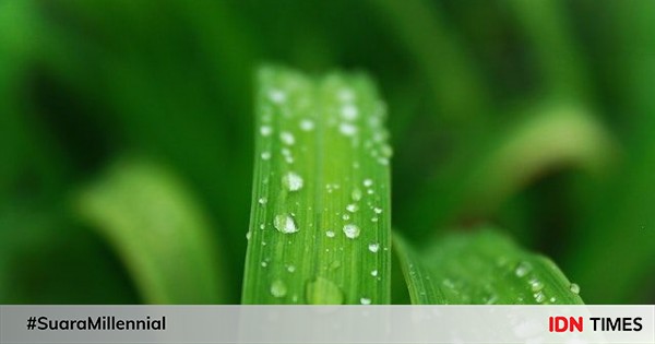 [PUISI] Sebening Embun