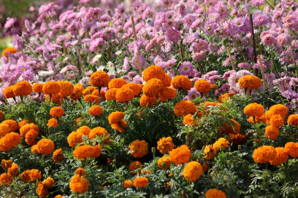5 Cara Menanam Bunga Marigold dari Biji