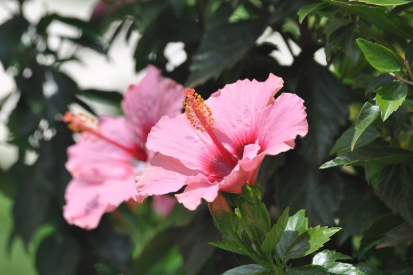 5 Parfum dengan Keharuman Bunga Hibiscus