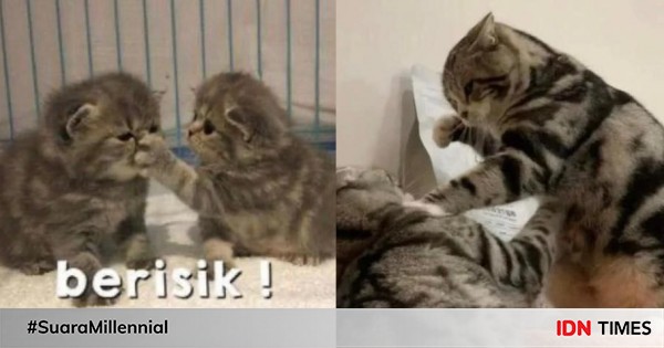 10 Meme Kucing Ini Wakilkan Amarah dalam Versi Gemas!