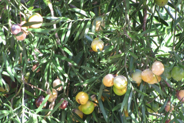 5 Khasiat Afrocarpus Falcatus, Pohon Nasional Afrika Selatan