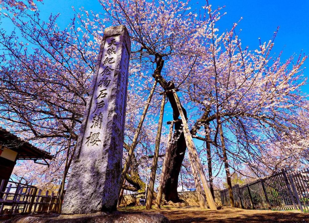 5 Pohon Sakura Paling Populer di Jepang