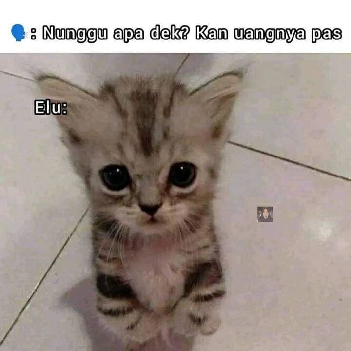10 Meme Kucing yang Lagi Meratapi Hidup, Galau Berjamaah