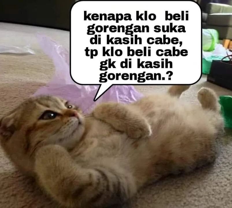10 Meme Kucing yang Lagi Meratapi Hidup, Galau Berjamaah
