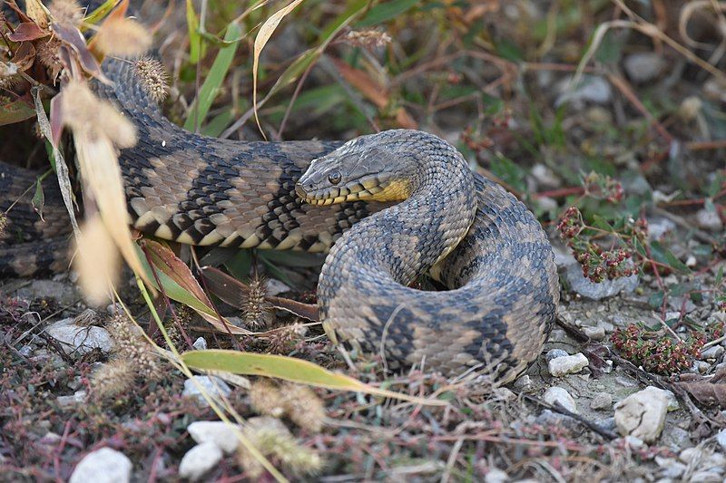 5 Fakta Unik Diamondback Water Snake, Ular Pemburu Tangguh!