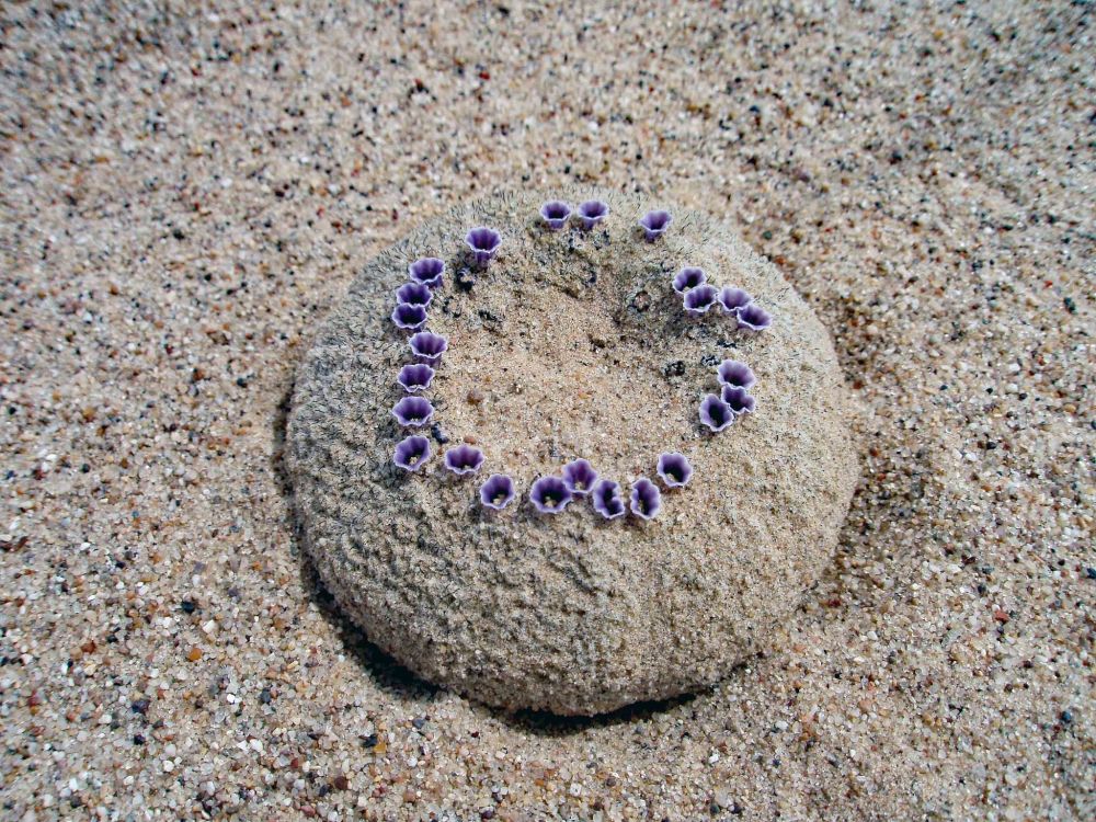 9 Ciri Unik Pholisma Sonorae, Tumbuhan Parasit Gurun Amerika