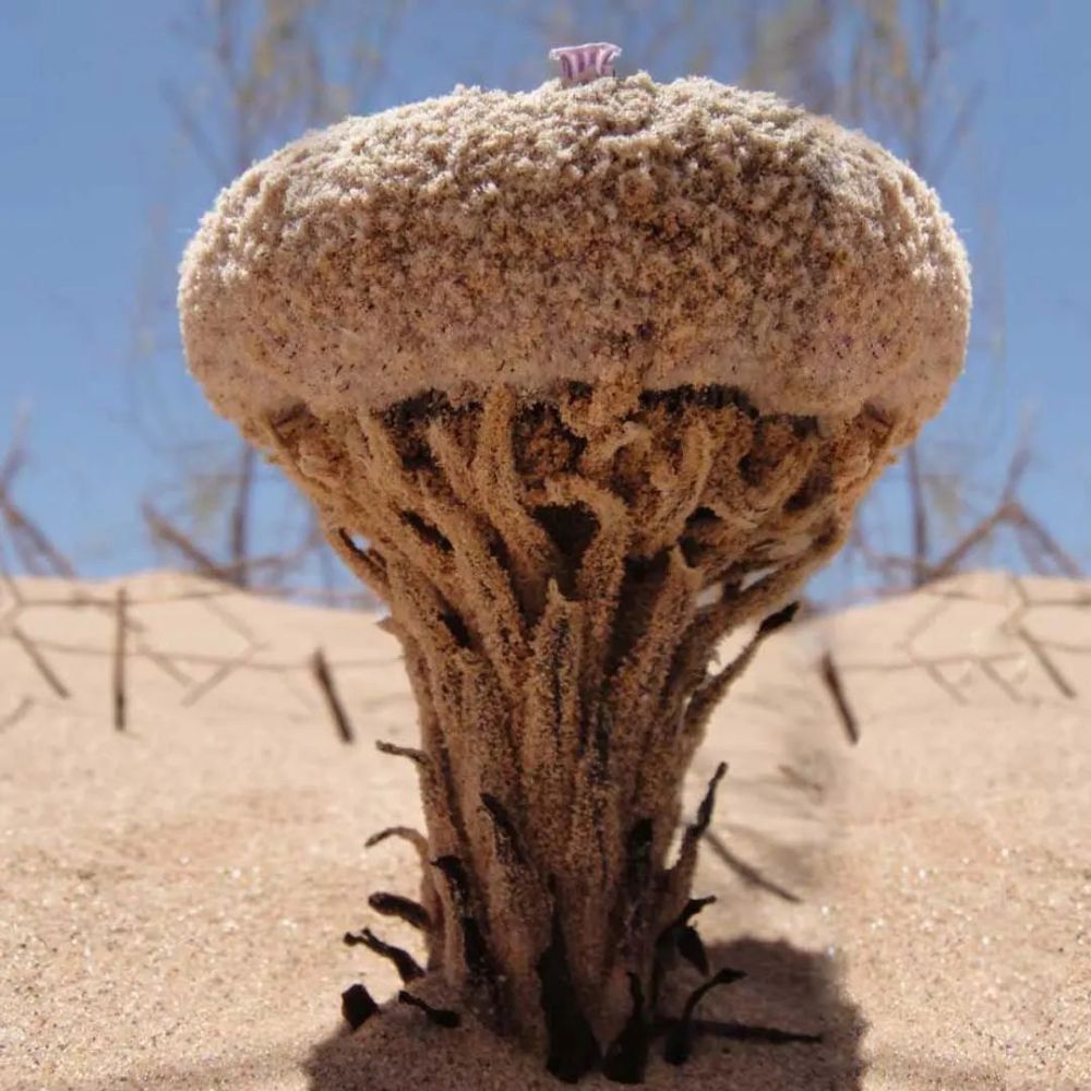 9 Ciri Unik Pholisma Sonorae, Tumbuhan Parasit Gurun Amerika