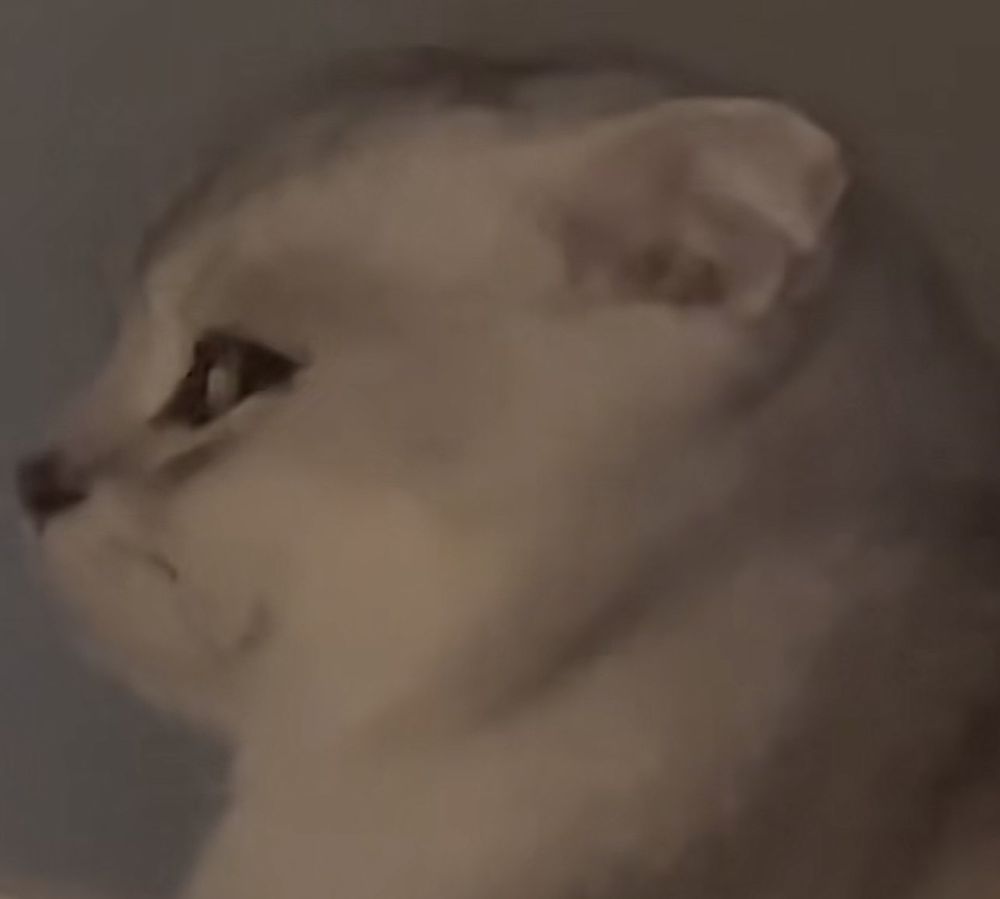 9 Potret Lucu Kucing 'Bombastic Side Eye', Tatapannya Sinis!