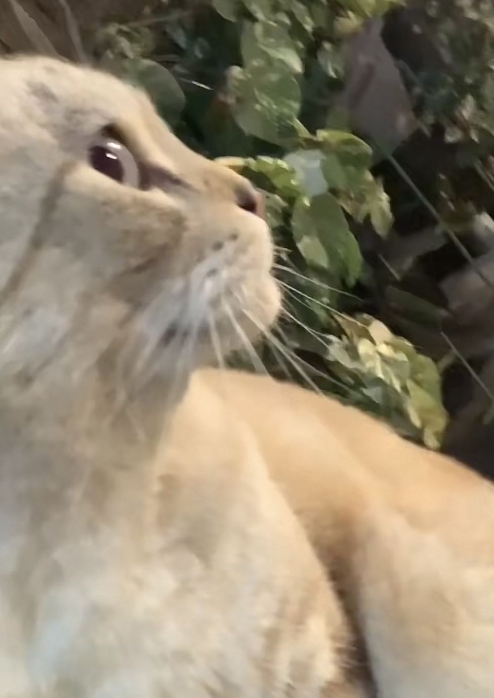 9 Potret Lucu Kucing 'Bombastic Side Eye', Tatapannya Sinis!