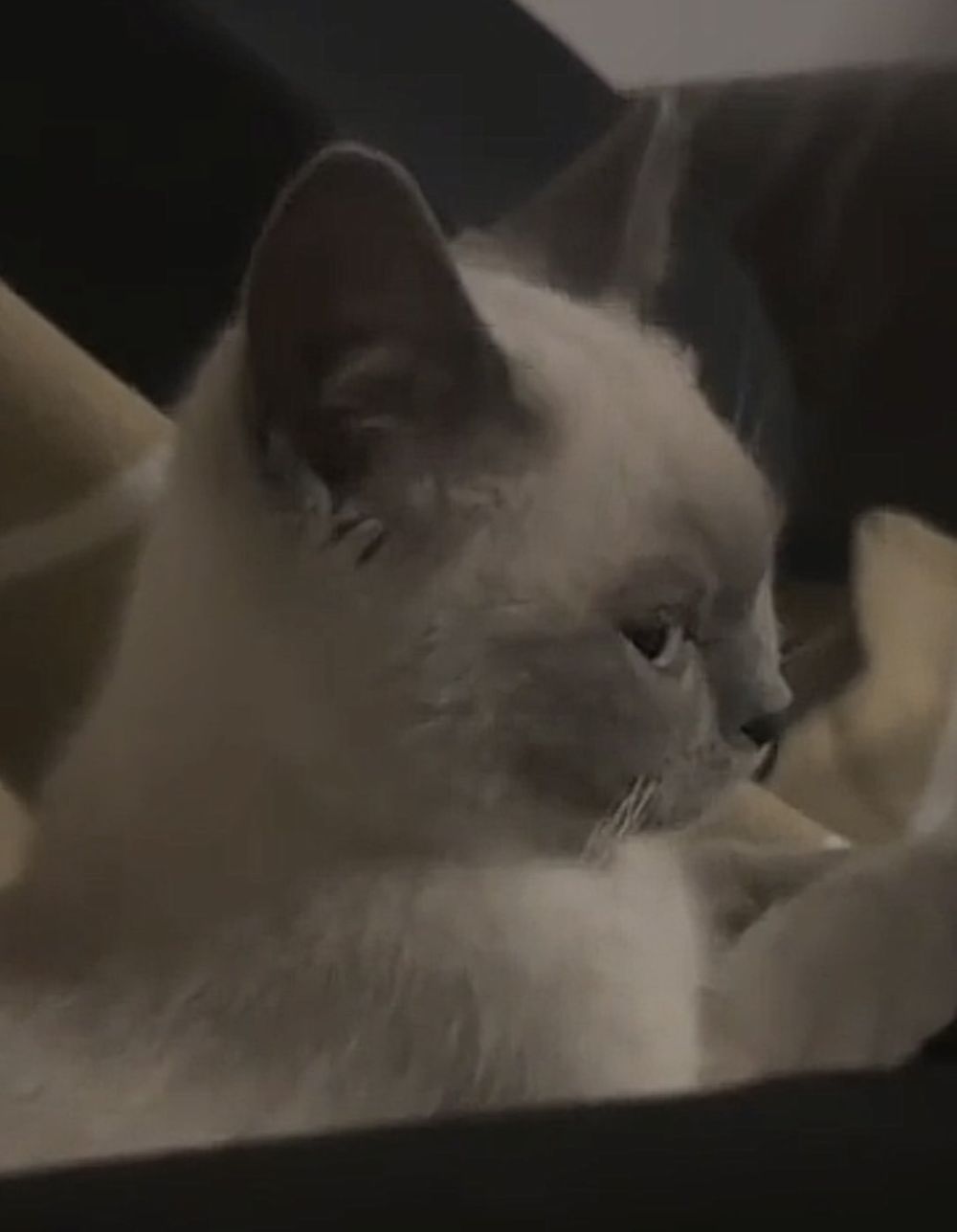 9 Potret Lucu Kucing 'Bombastic Side Eye', Tatapannya Sinis!