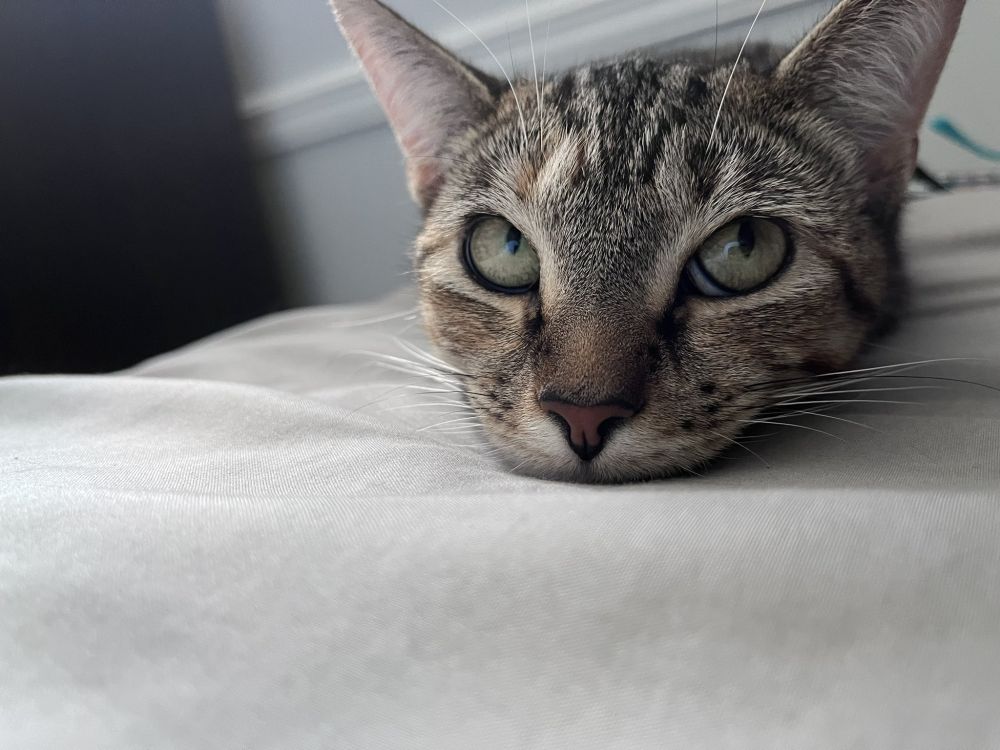 9 Potret Lucu Kucing 'Bombastic Side Eye', Tatapannya Sinis!