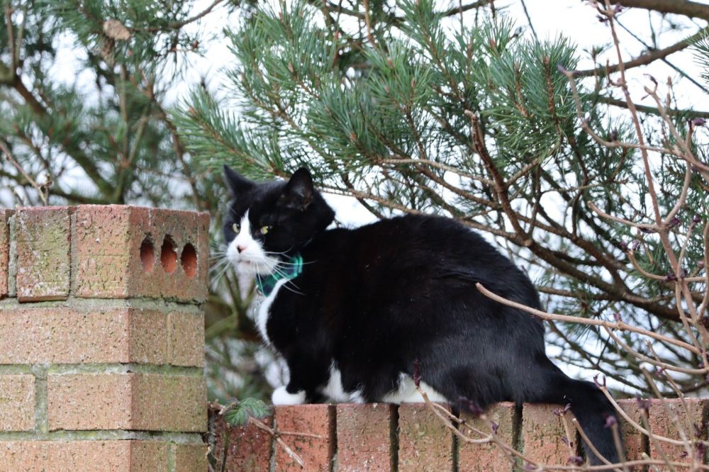 9 Potret Lucu Kucing 'Bombastic Side Eye', Tatapannya Sinis!