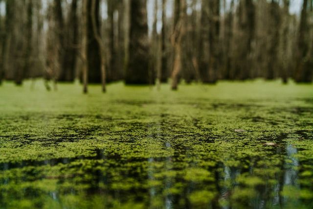 5 Perbedaan Ganggang dan Rumput Laut, Mana yang Bermanfaat? 5 Perbedaan Ganggang dan Rumput Laut, Mana yang Bermanfaat?