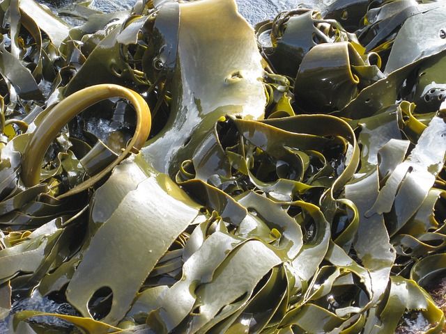 5 Perbedaan Ganggang dan Rumput Laut, Mana yang Bermanfaat? 5 Perbedaan Ganggang dan Rumput Laut, Mana yang Bermanfaat?