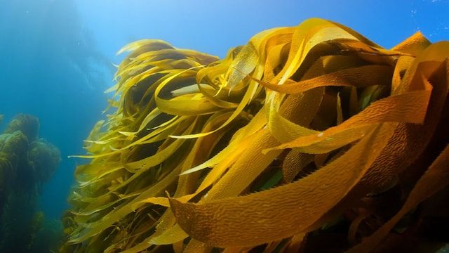 5 Perbedaan Ganggang dan Rumput Laut, Mana yang Bermanfaat? 5 Perbedaan Ganggang dan Rumput Laut, Mana yang Bermanfaat?