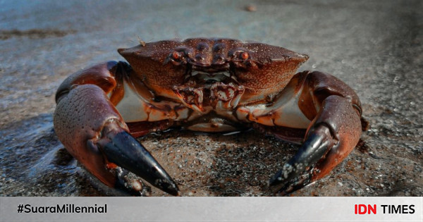 5 Fakta Menarik dari Kepiting