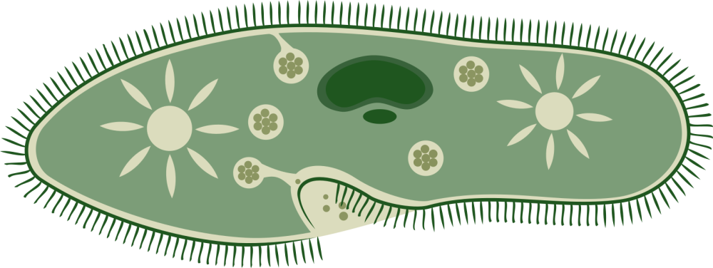 5 Fakta Ciliata, Protozoa yang Bergerak dengan Rambut Getar