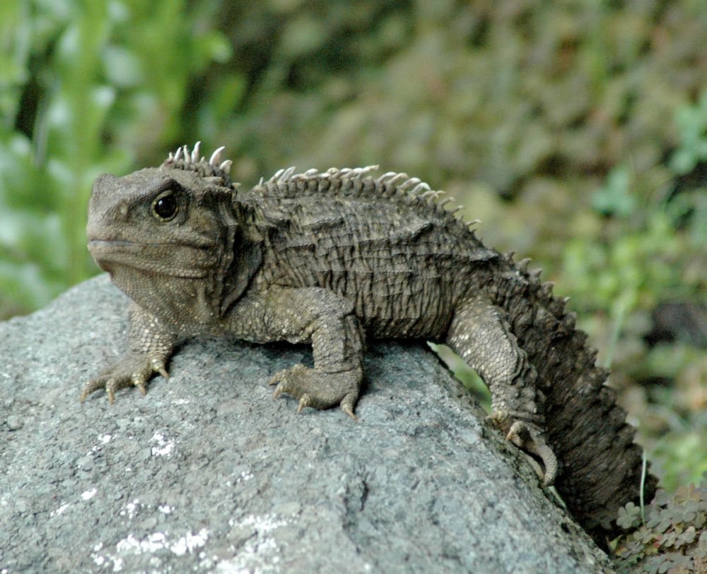 Mengenal Ordo Rhynchocephalia, Hanya Ada di Selandia Baru